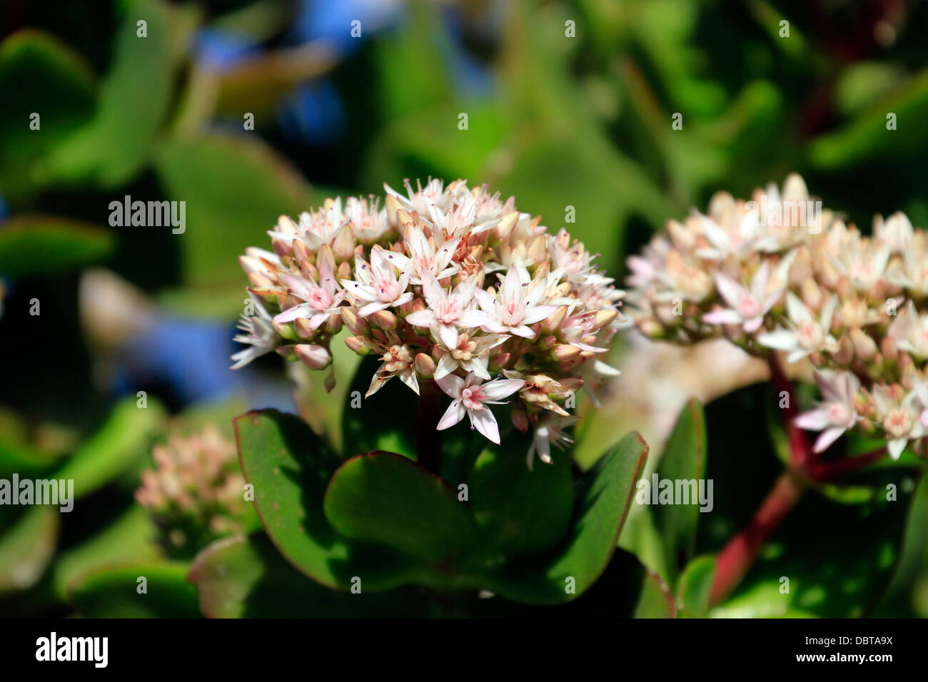 Crassula ovata, also called jade plant, friendship tree, lucky plant ...
