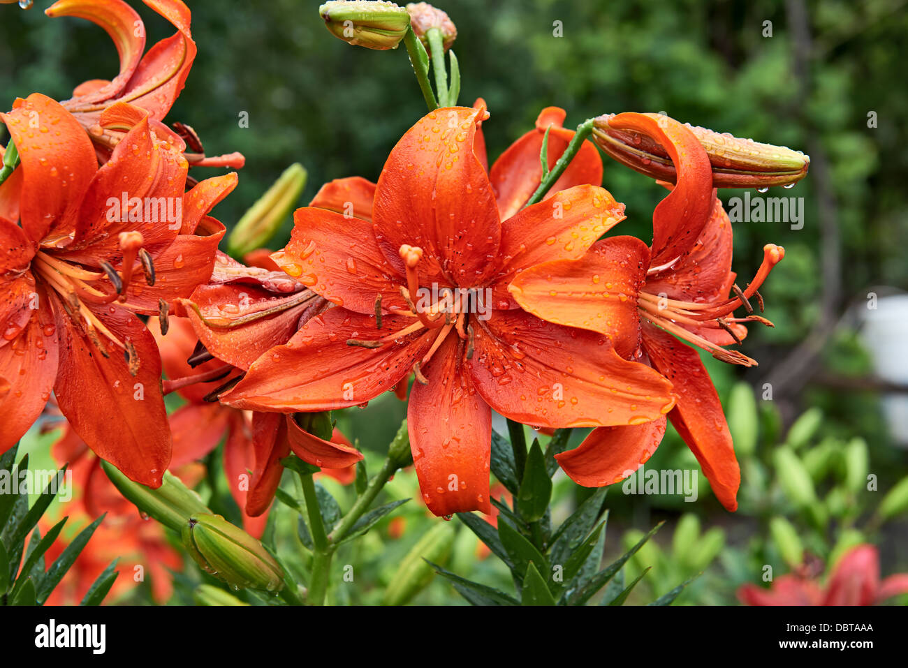 Red lilies hi-res stock photography and images - Alamy