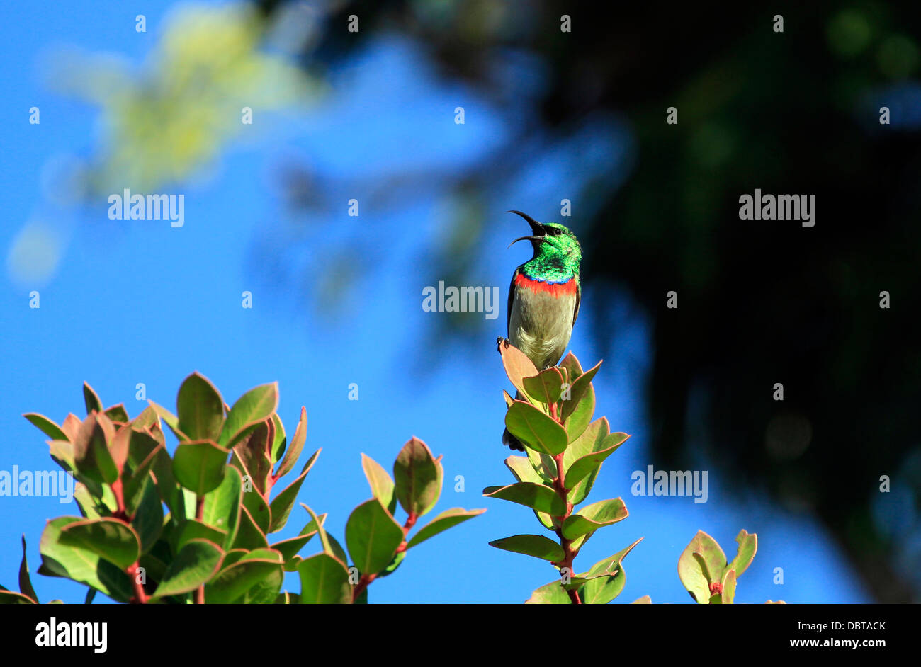 Chirping male Southern Double-collared Sunbird or Lesser Double ...