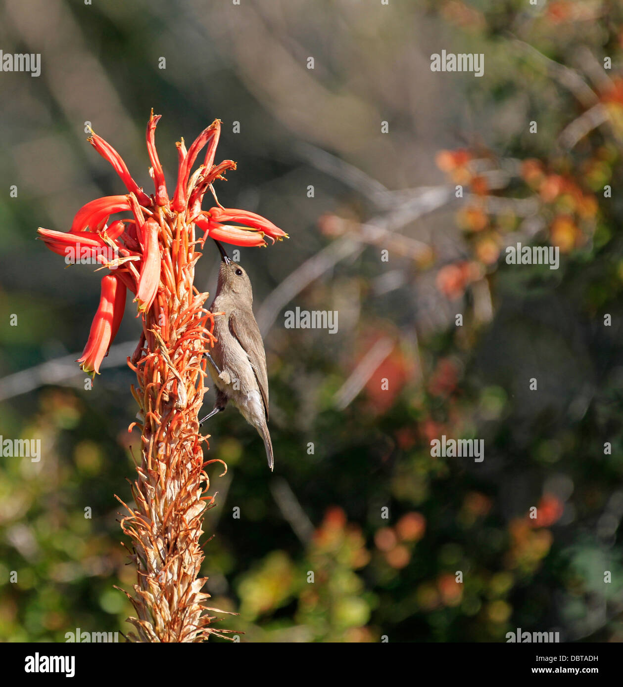 Female Southern Double-collared Sunbird or Lesser Double-collared ...