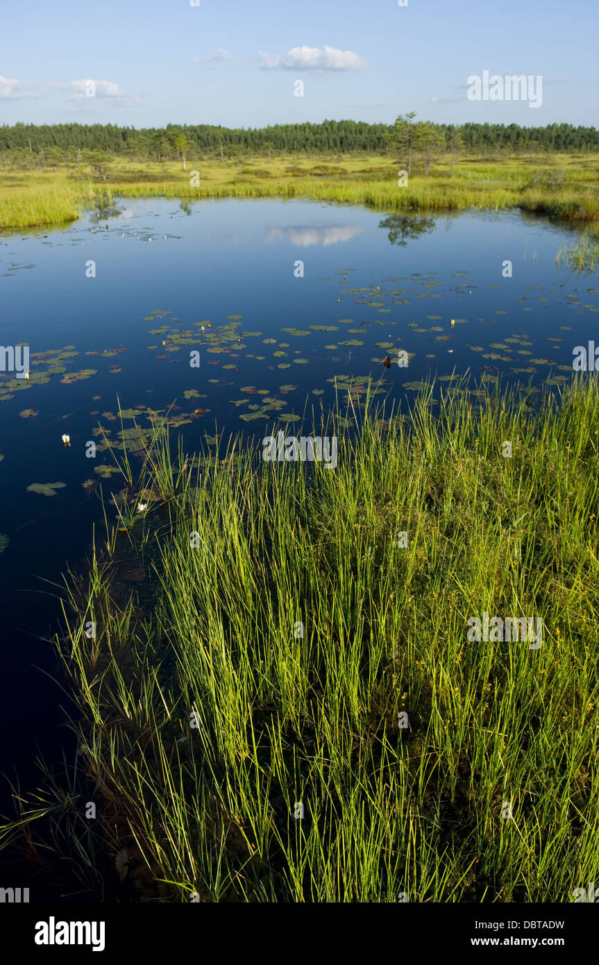 Soomaa national park hi-res stock photography and images - Alamy