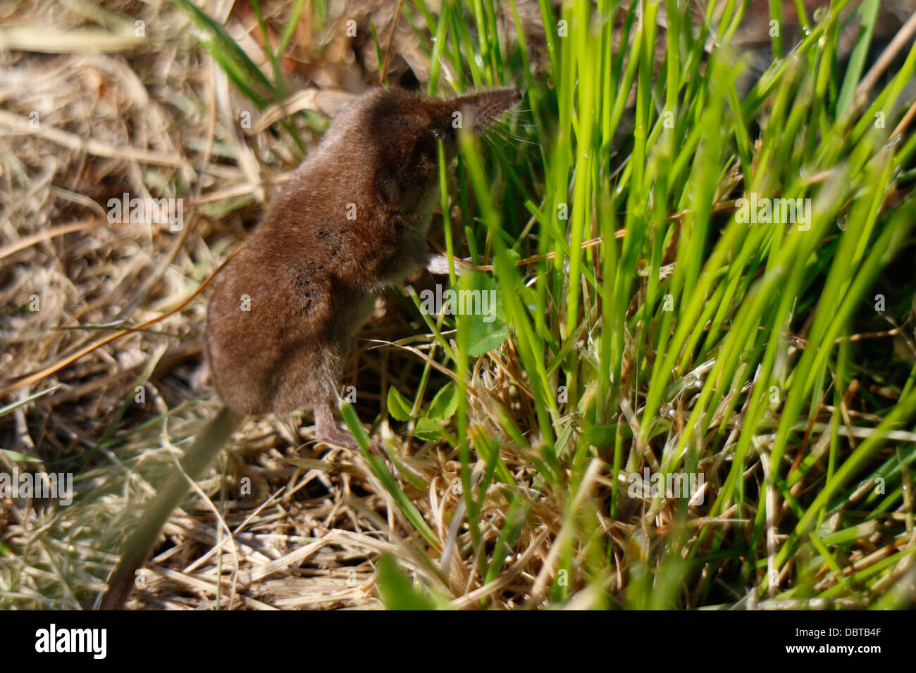 Shrew mouse hi-res stock photography and images - Alamy