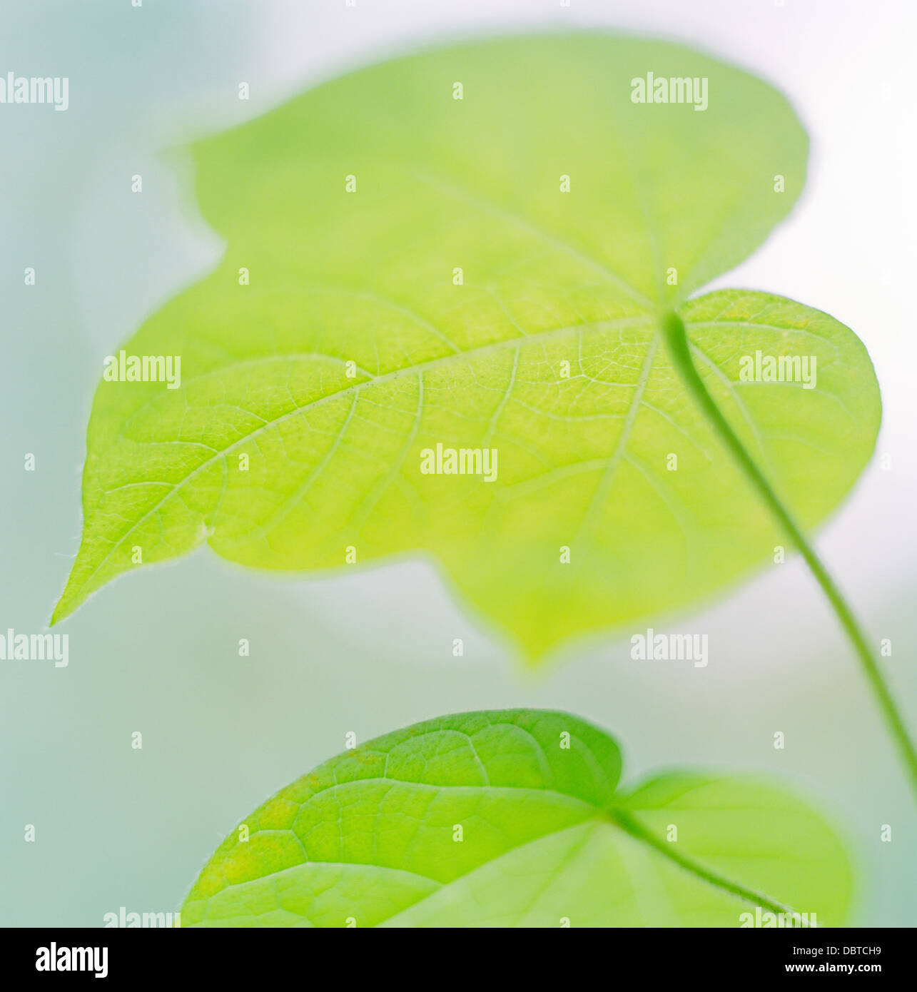 Backlit leaves hi-res stock photography and images - Alamy