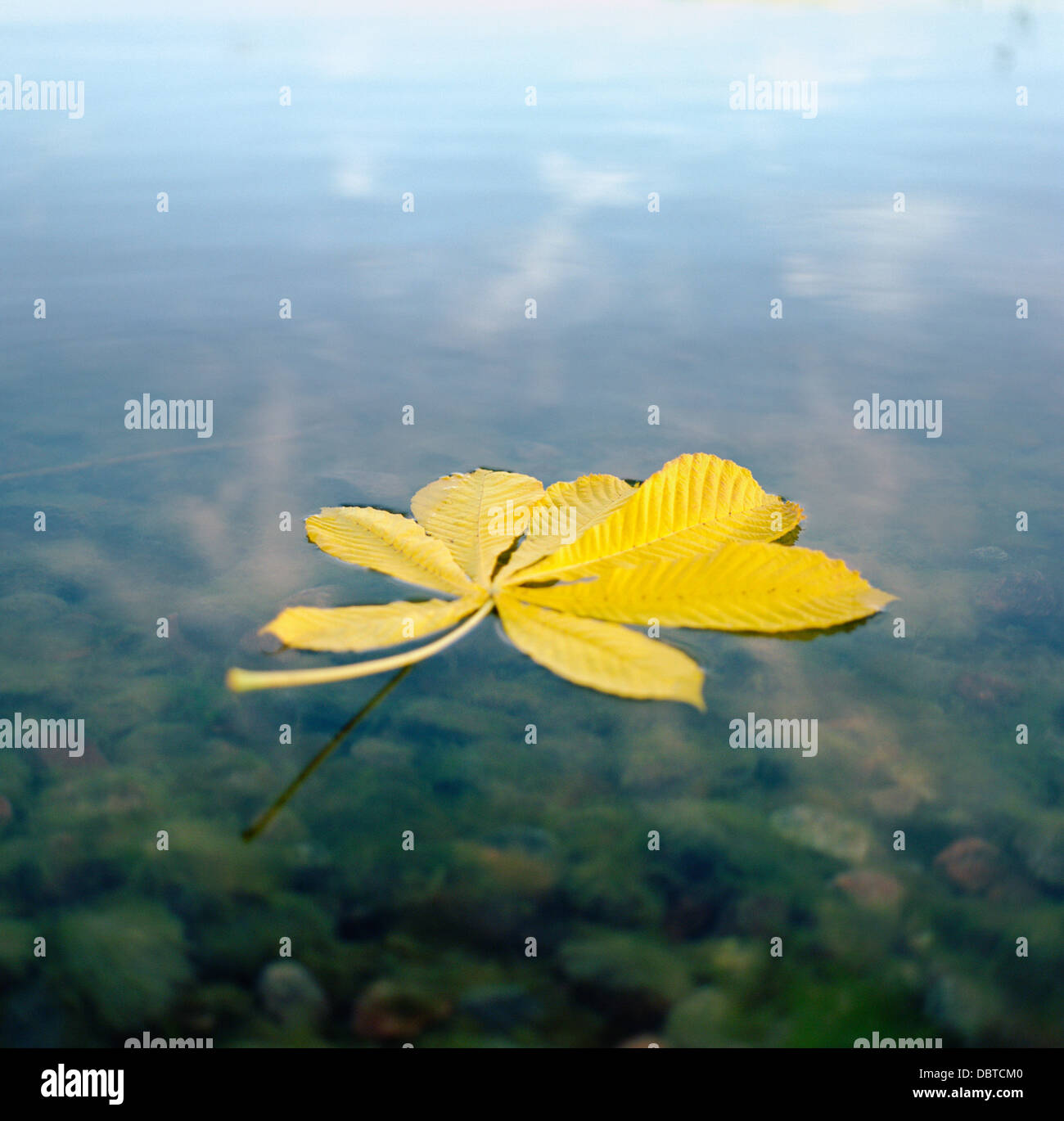 Sea chestnut hi-res stock photography and images - Alamy