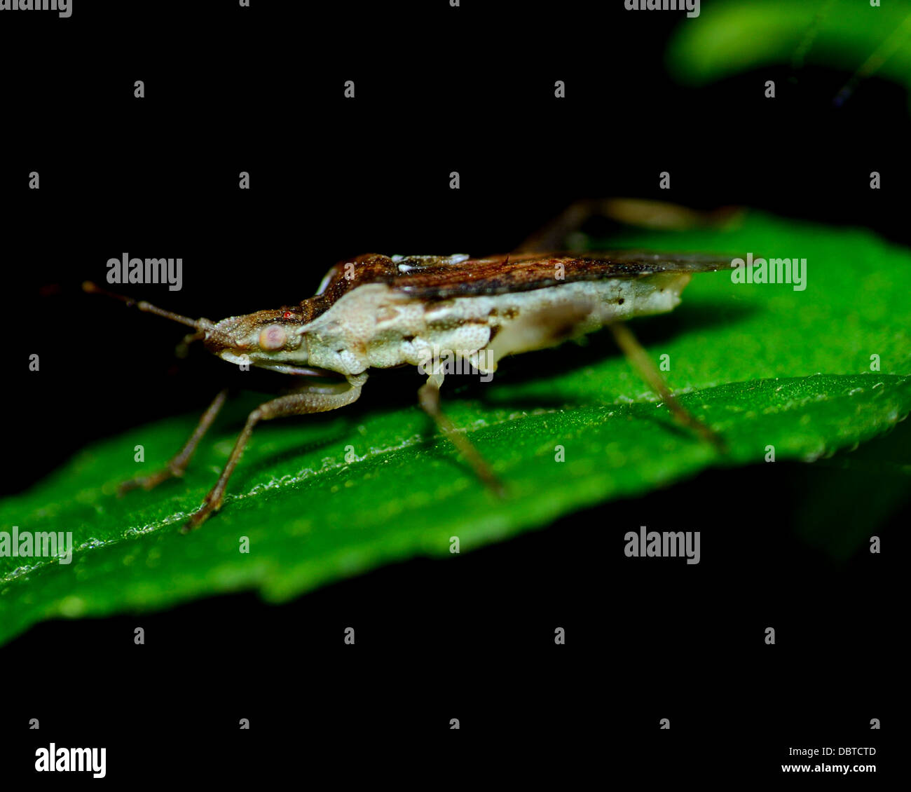 Bug insect wild animal wildlife hi-res stock photography and images - Alamy