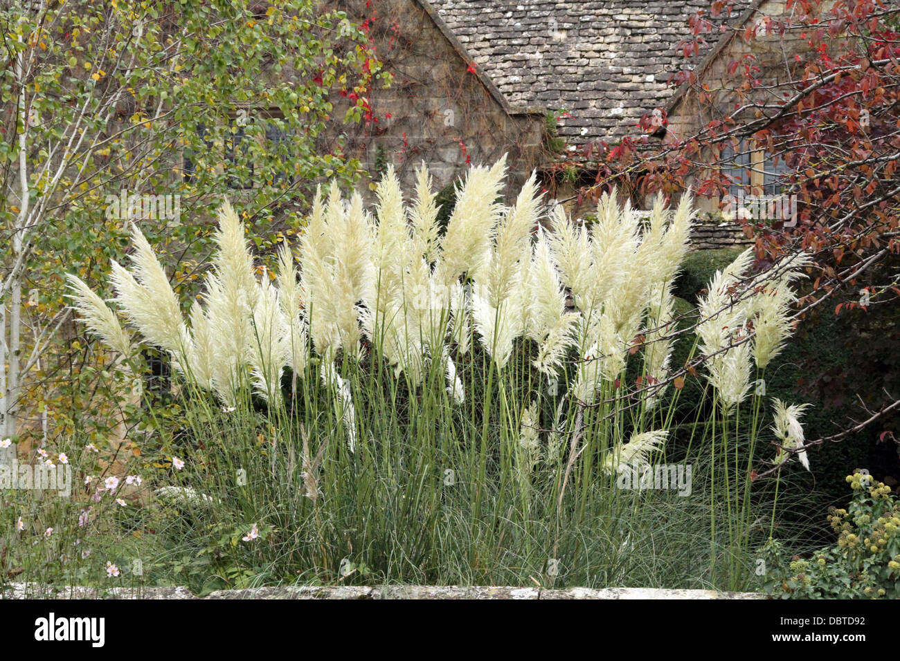 Flowering pampas grass hi-res stock photography and images - Alamy