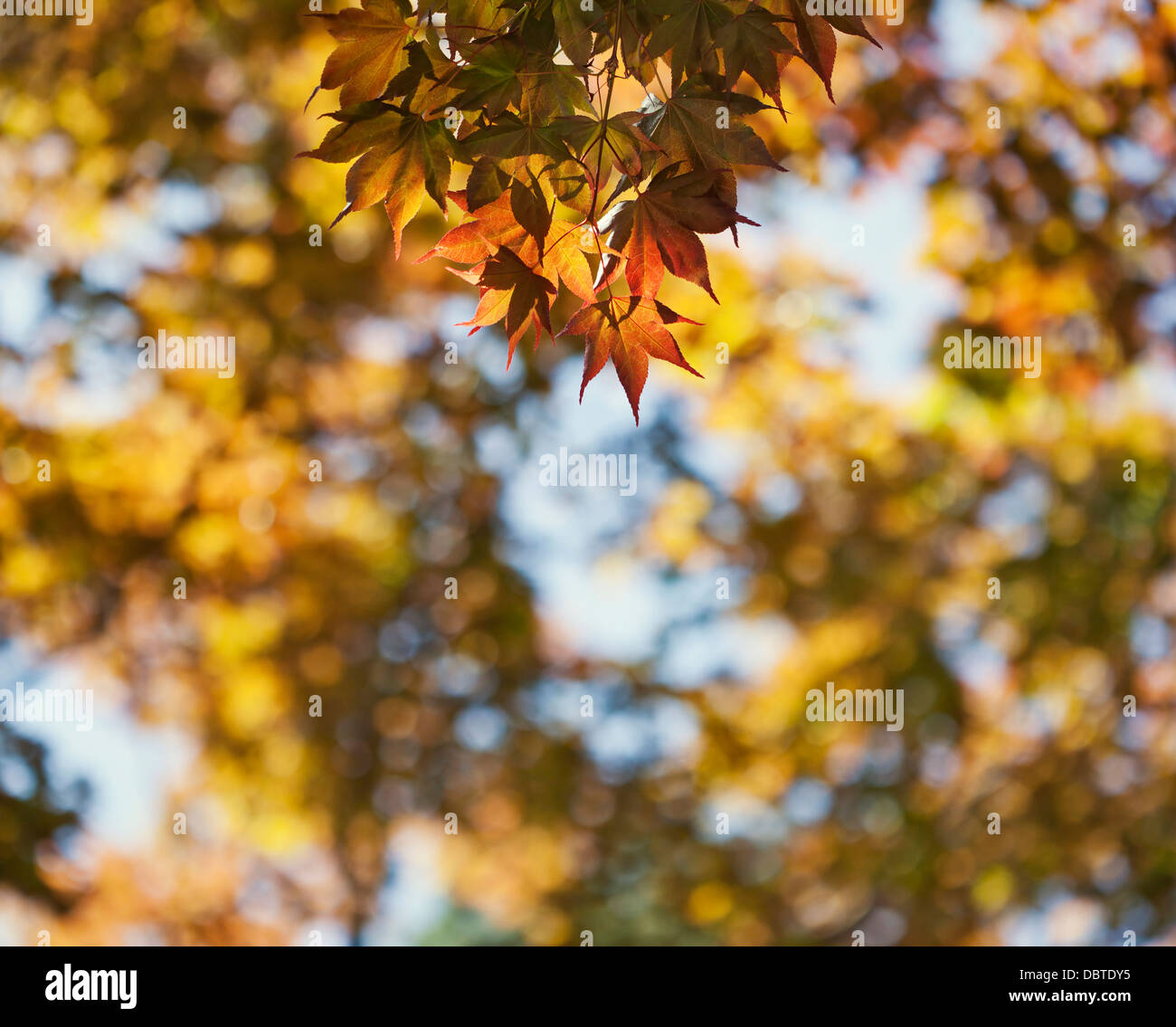 Yellow autumn maple leaves background Stock Photo - Alamy