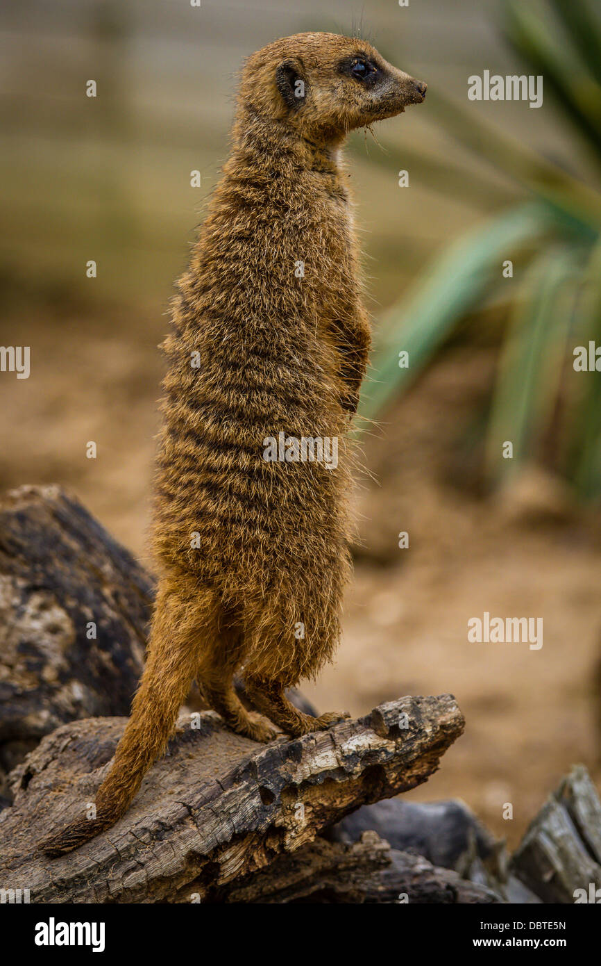 Meerkat on watch Stock Photo - Alamy