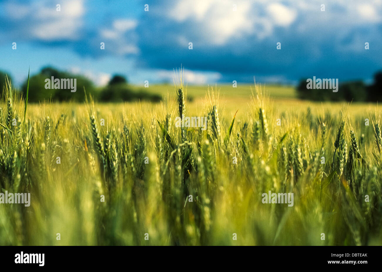 Wheat field Weingarten Baden-Wuerttemberg Germany Stock Photo - Alamy