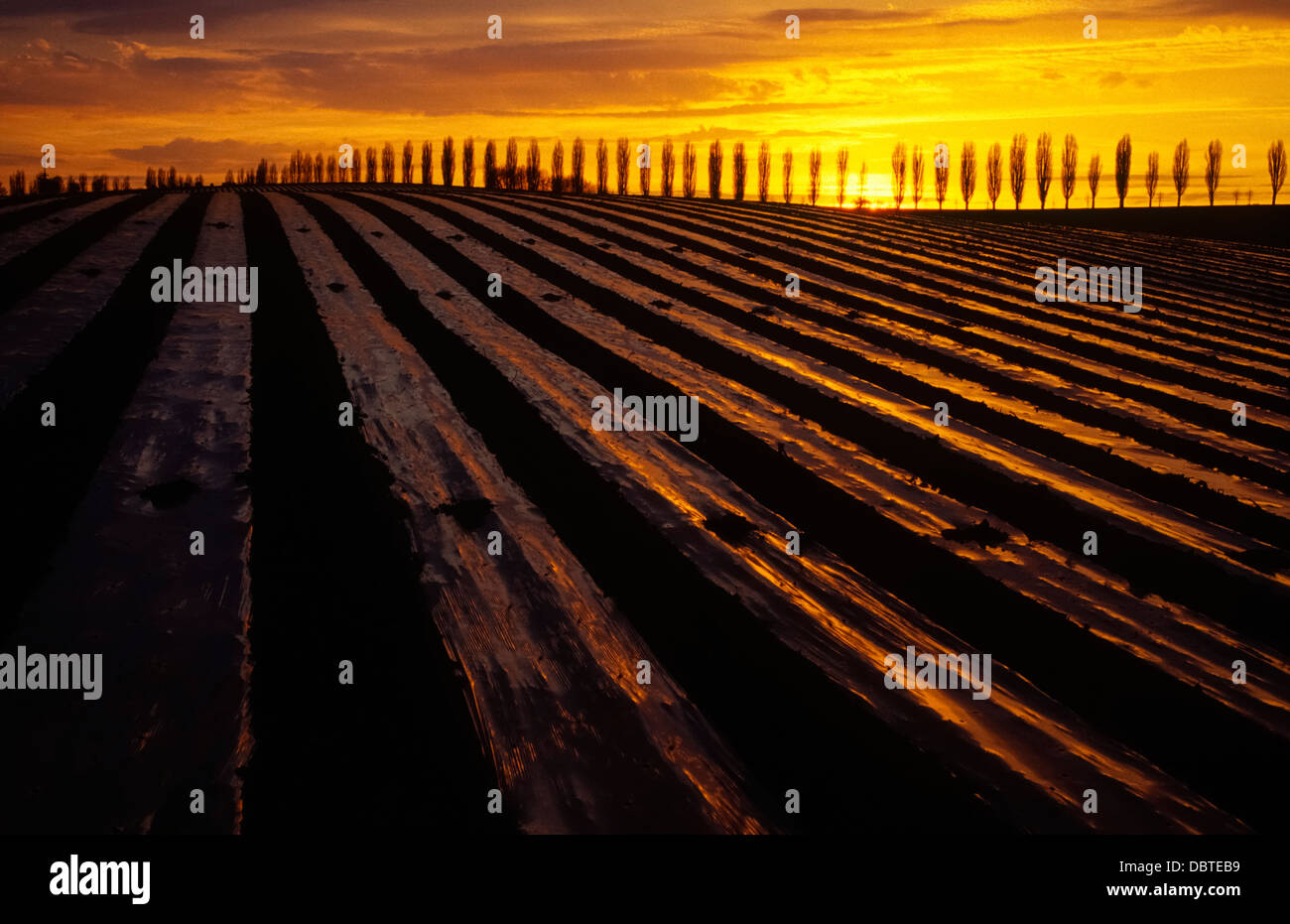 Poplar trees and Indian Corn field Thomashof near Karlsruhe Baden ...