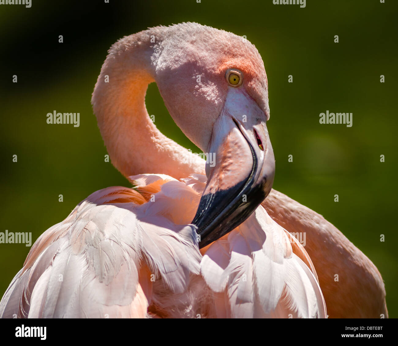 Pink flamingo preening Stock Photo - Alamy