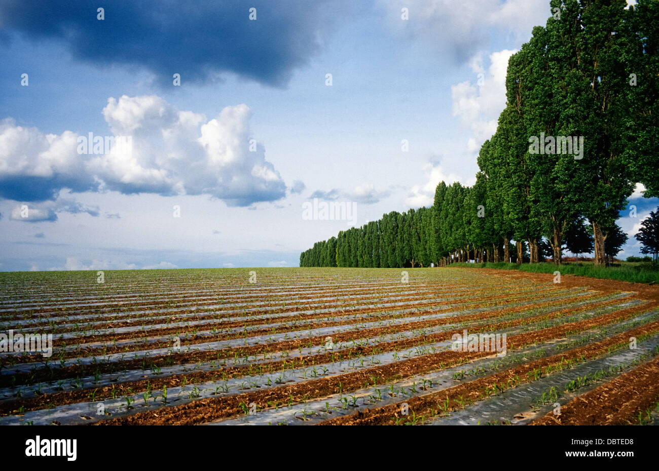 Poplar trees and Indian Corn field Thomashof near Karlsruhe Baden ...