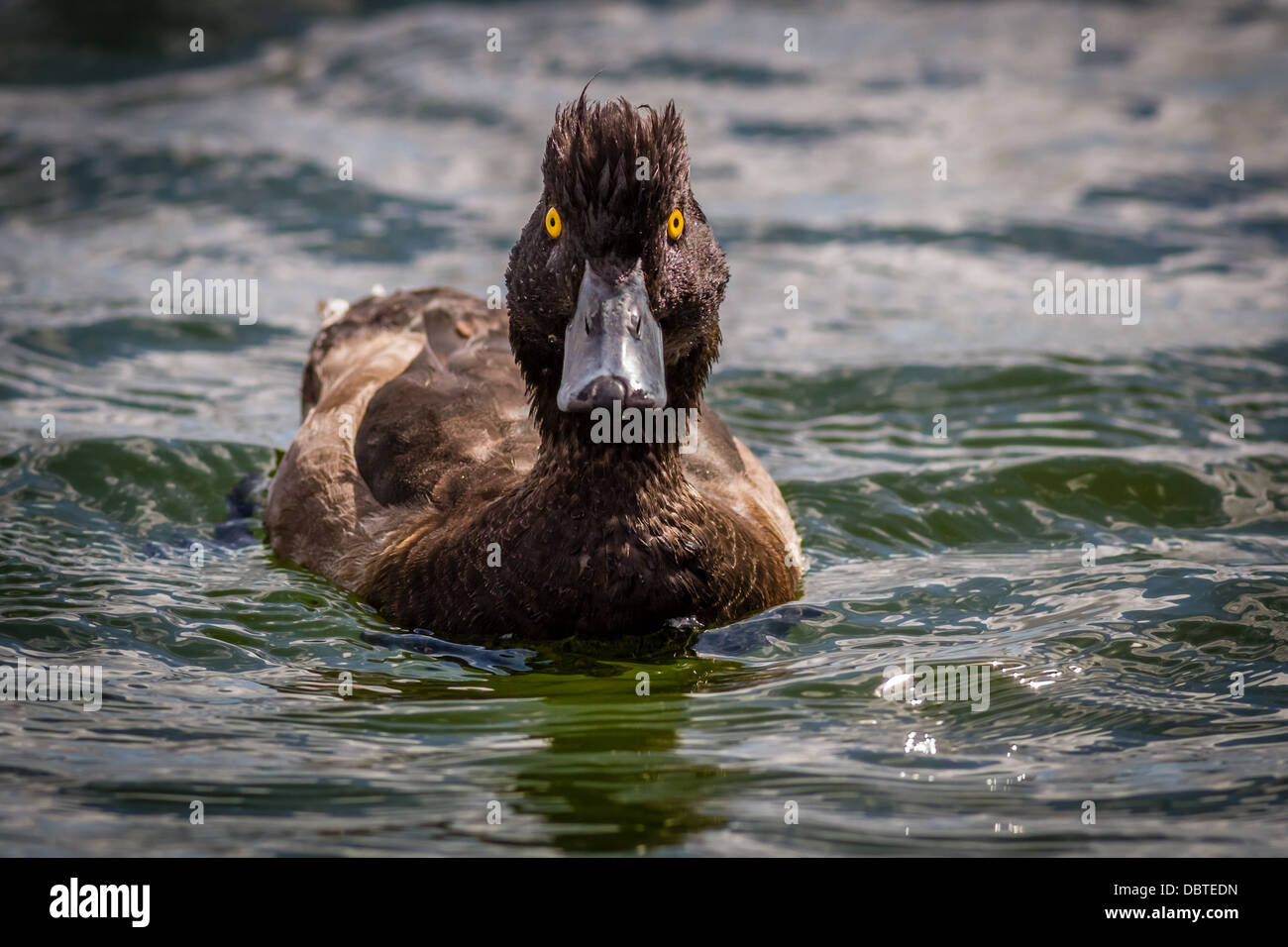 Female tufted duck hi-res stock photography and images - Alamy
