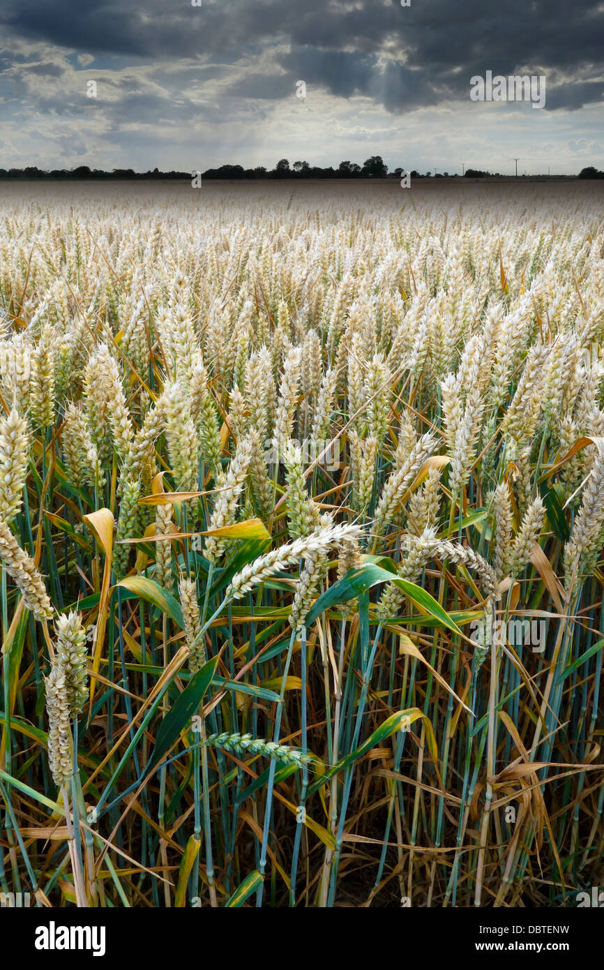 Wheat field in the fens Stock Photo - Alamy