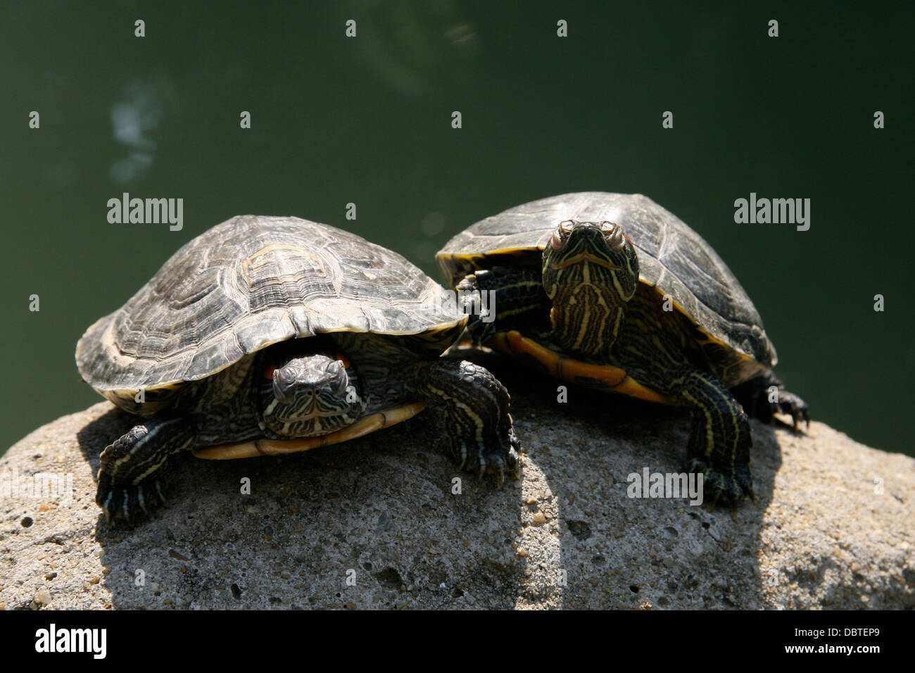 Two turtles in the park hi-res stock photography and images - Alamy
