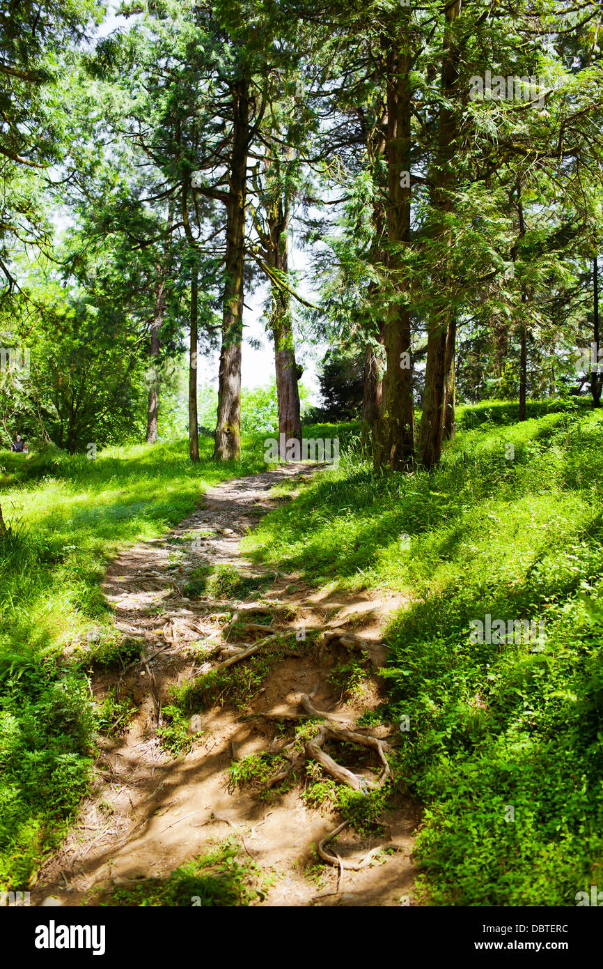 Forest path in the sunny summer day Stock Photo - Alamy