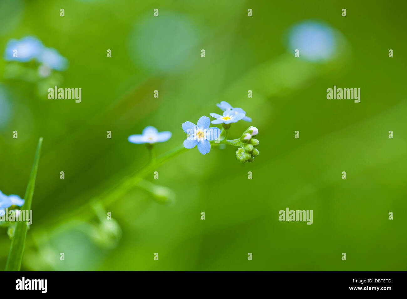 Forget-me-not blue flowers in the field Stock Photo - Alamy