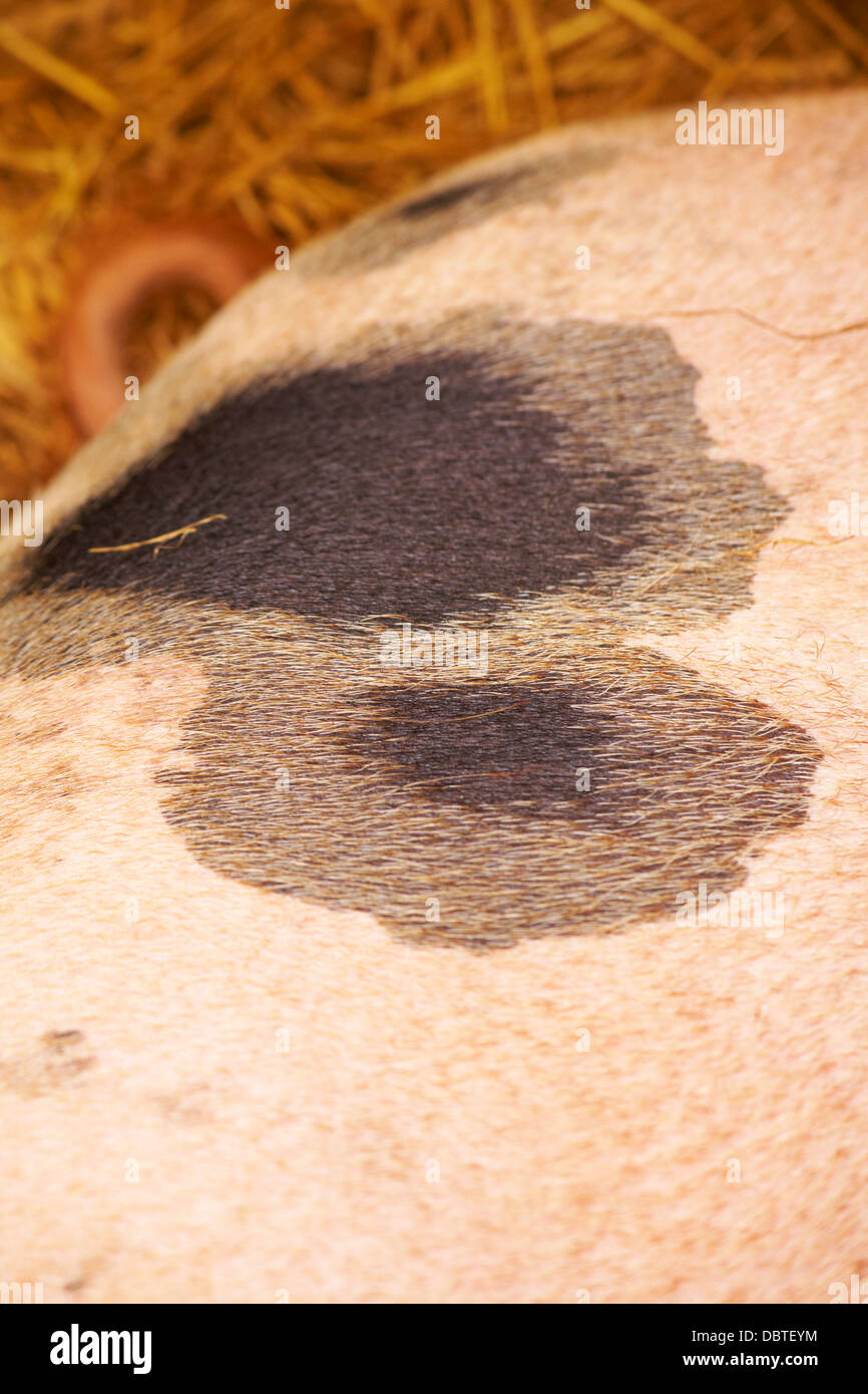 pig hairs patterns on pig's skin of pig lying down Stock Photo - Alamy