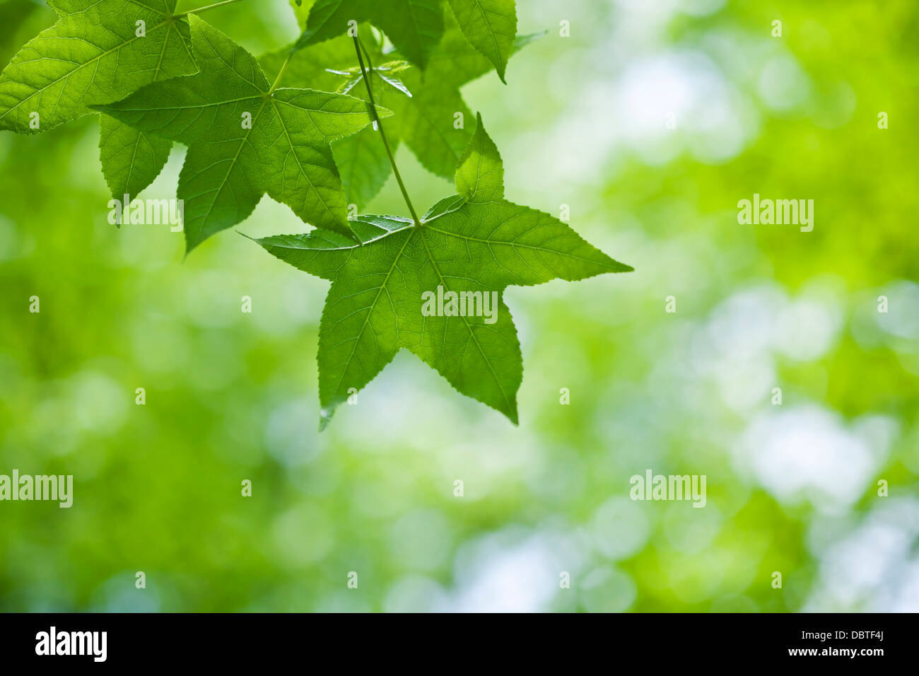Fresh green leaves of maple Stock Photo - Alamy