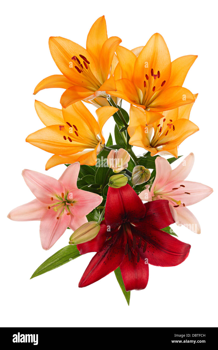 Different lilies Cut Out Stock Images & Pictures - Alamy