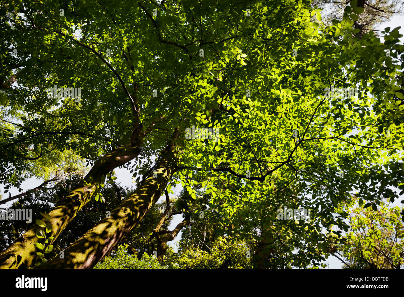 Green tree background in summer Stock Photo - Alamy