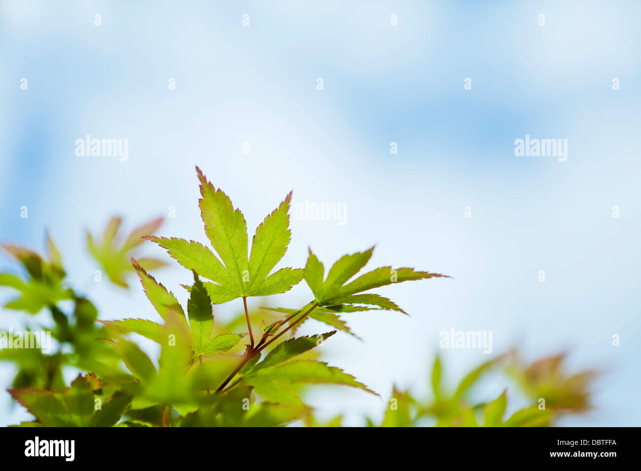 Japanese maple green leaves and sky background Stock Photo - Alamy
