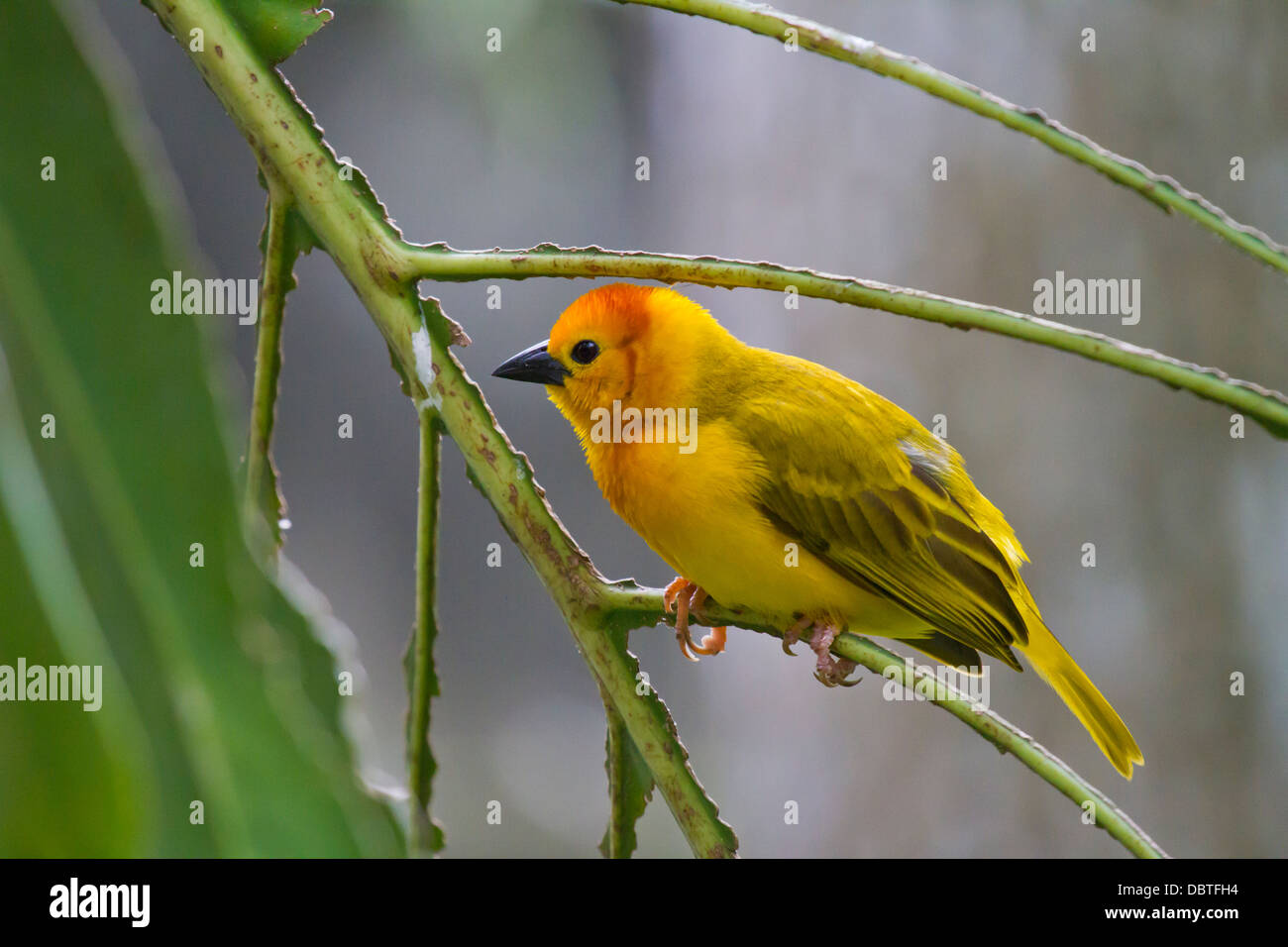 Goldfinch flying hi-res stock photography and images - Alamy