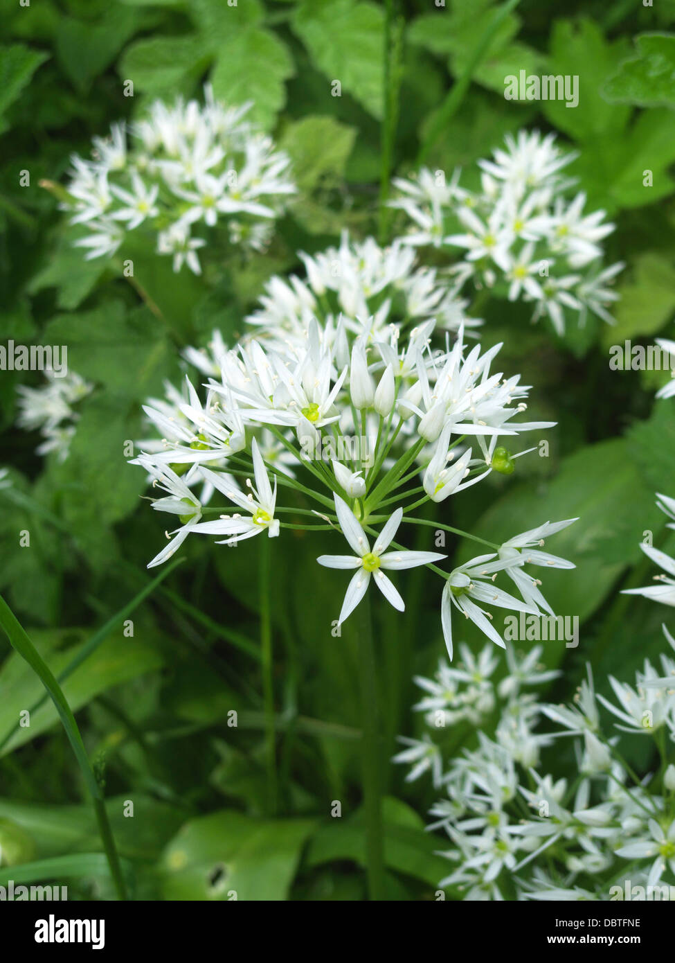 Ramsons plant hi-res stock photography and images - Alamy