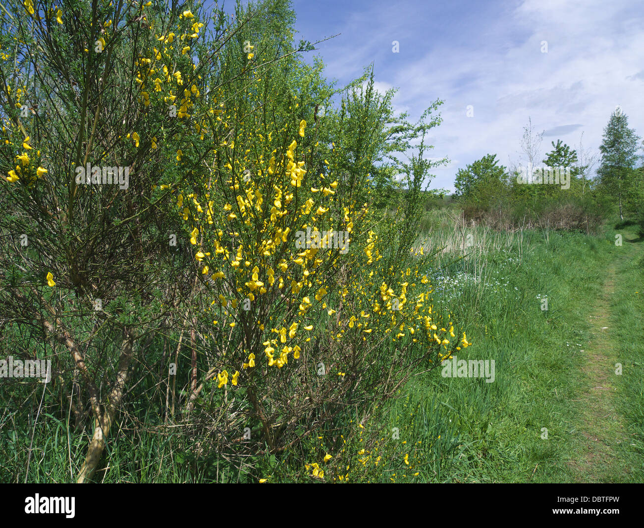 Sarothamnus scoparius ( Broom ) in Flower UK Stock Photo - Alamy