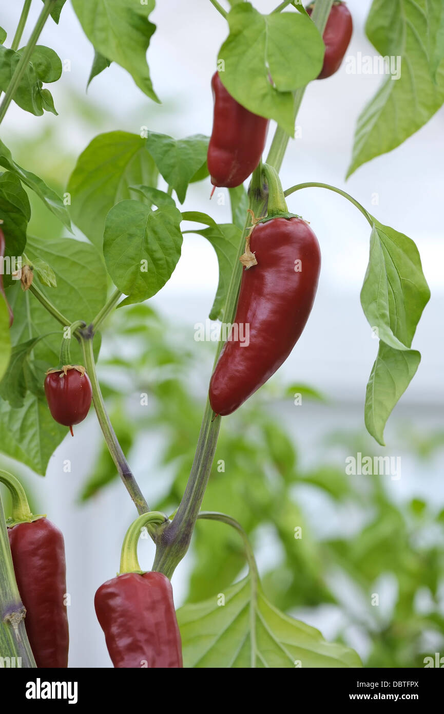 Potted chili peppers hi-res stock photography and images - Alamy