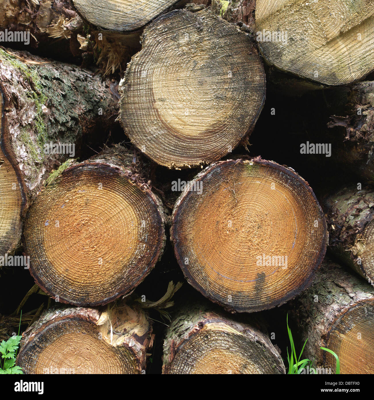 Felled Tree Trunks Stock Photos & Felled Tree Trunks Stock Images - Alamy