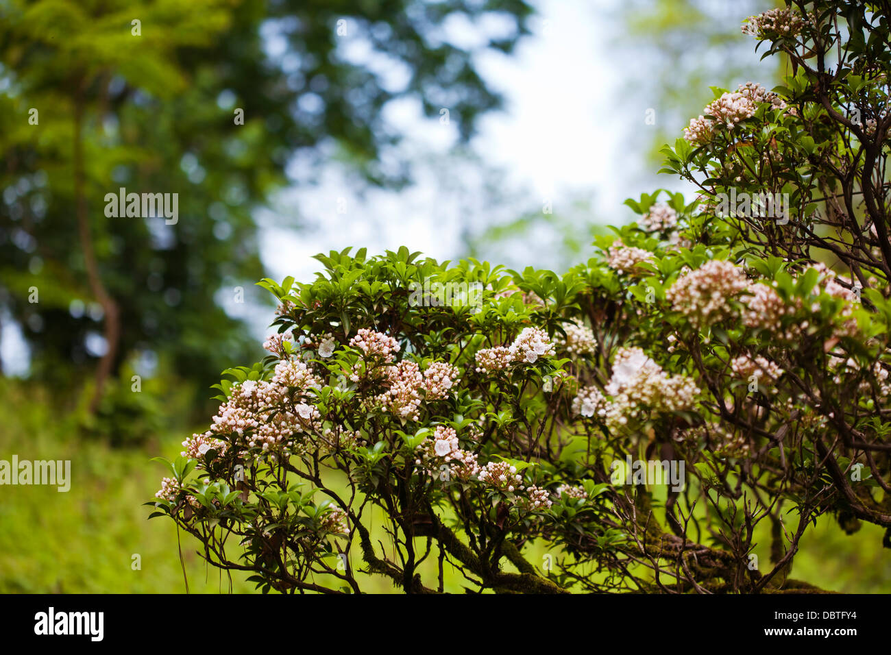 Beautiful pink blooming bush background Stock Photo - Alamy