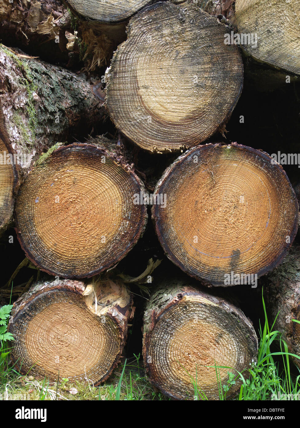 Stacked Felled Tree Trunks Stock Photo - Alamy