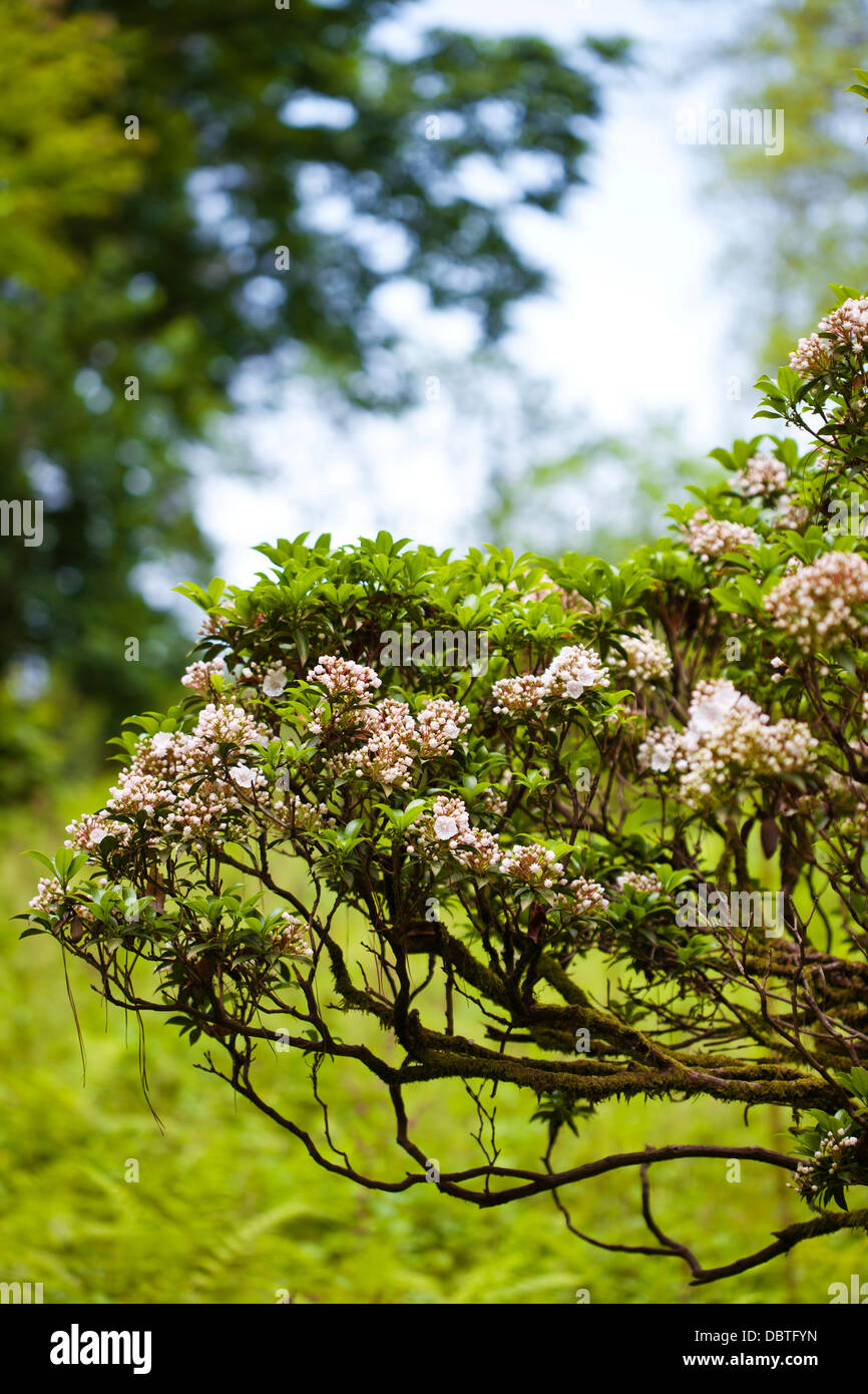 Beautiful pink blooming bush background Stock Photo - Alamy