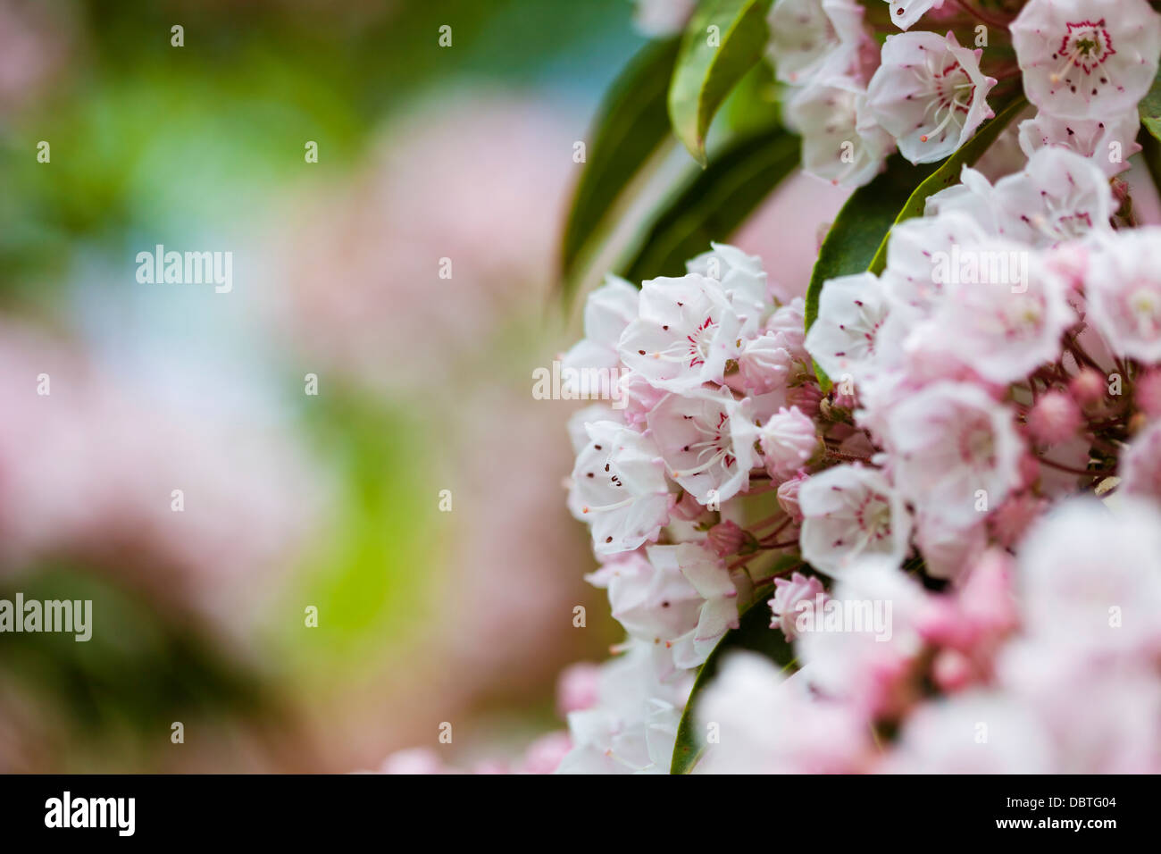 Beautiful spring pink flowers background Stock Photo - Alamy