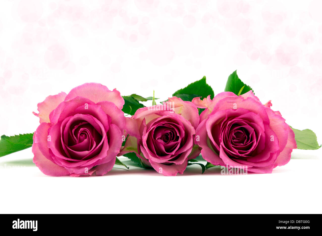 Three pastel pink roses with soft pink background Stock Photo - Alamy
