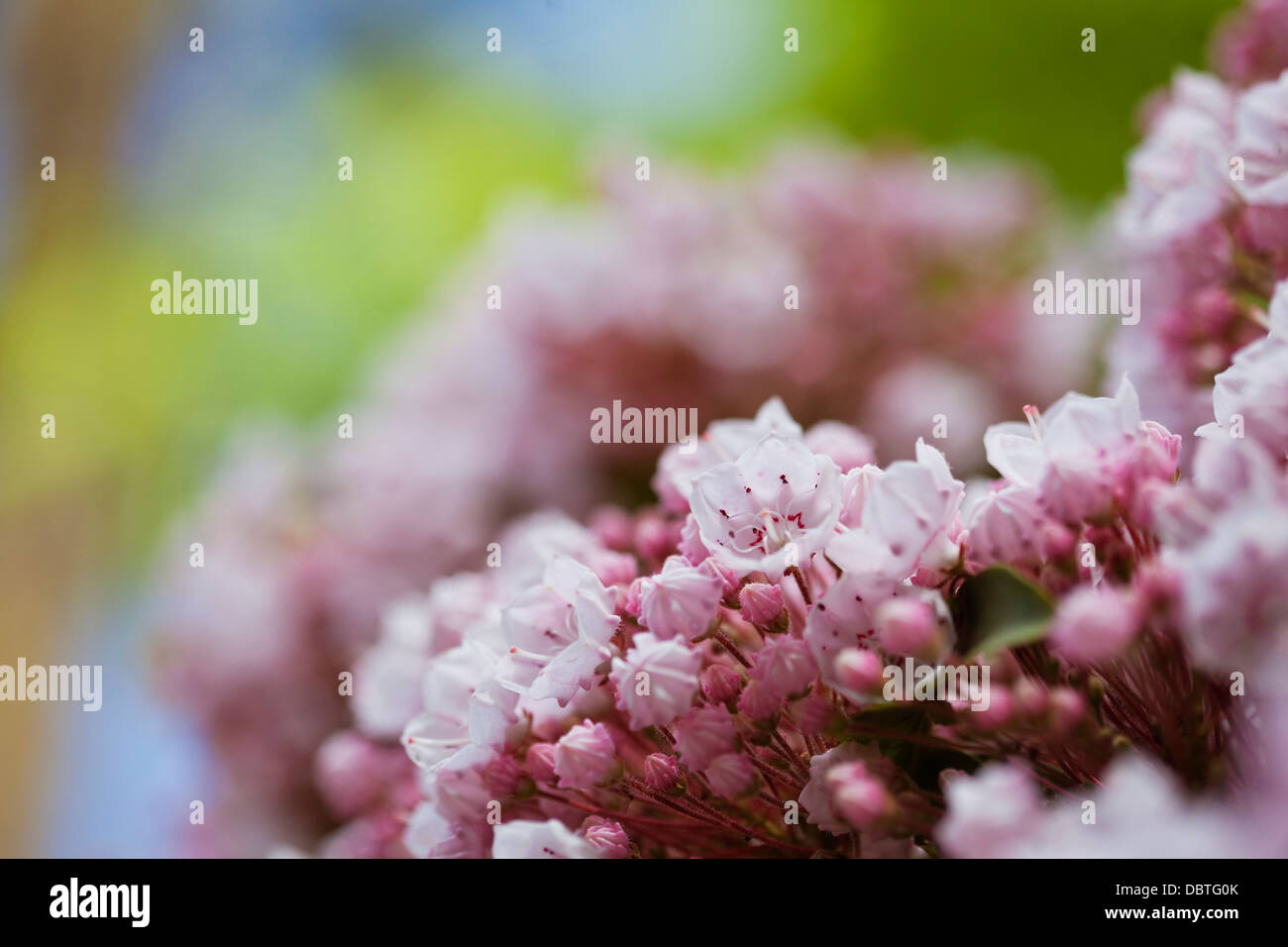 Beautiful spring pink flowers background Stock Photo - Alamy