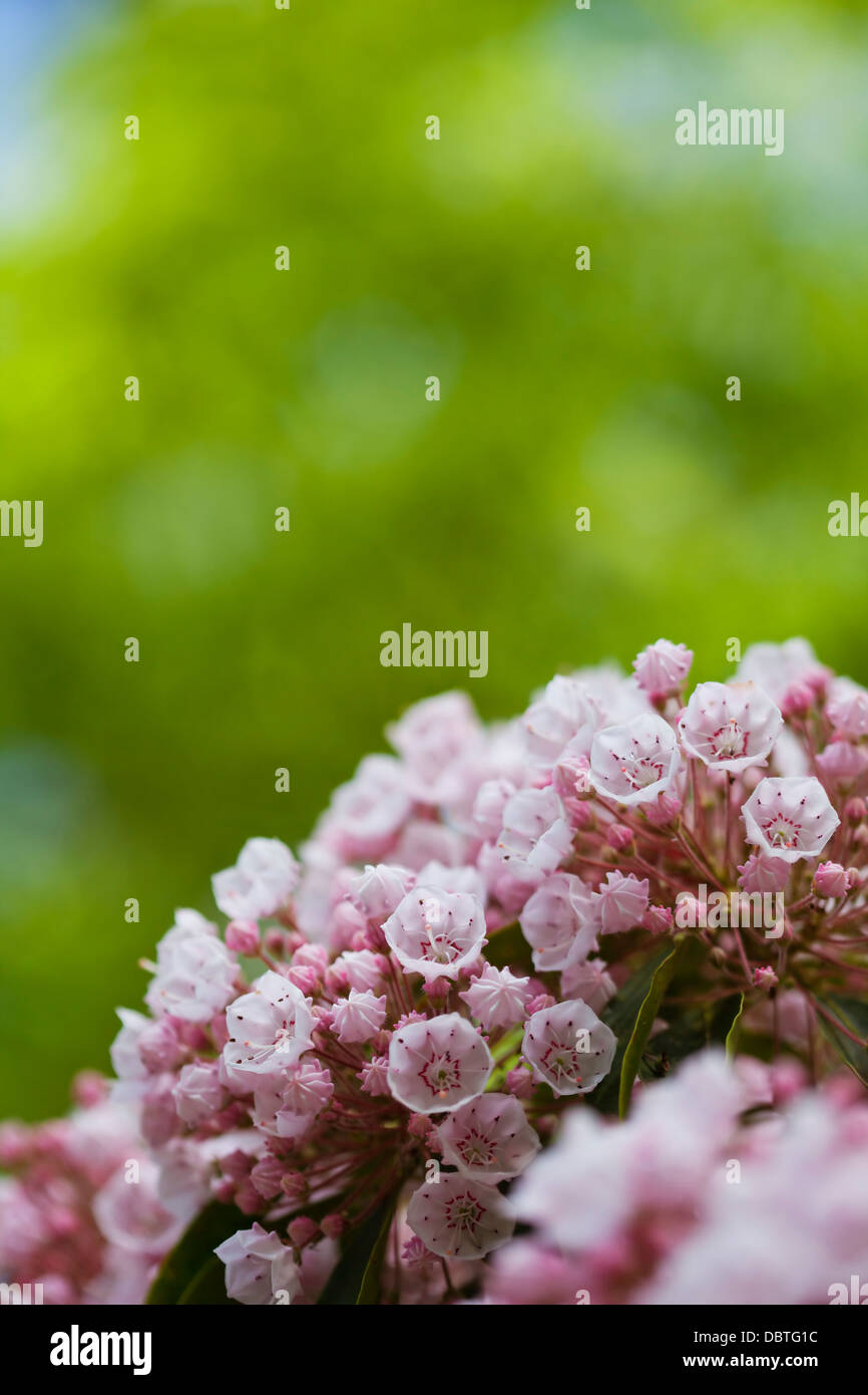 Beautiful spring pink flowers background Stock Photo - Alamy