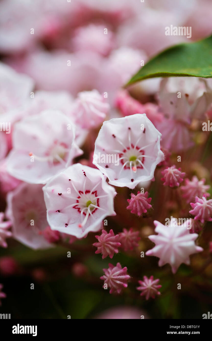 Beautiful spring pink flowers background Stock Photo - Alamy