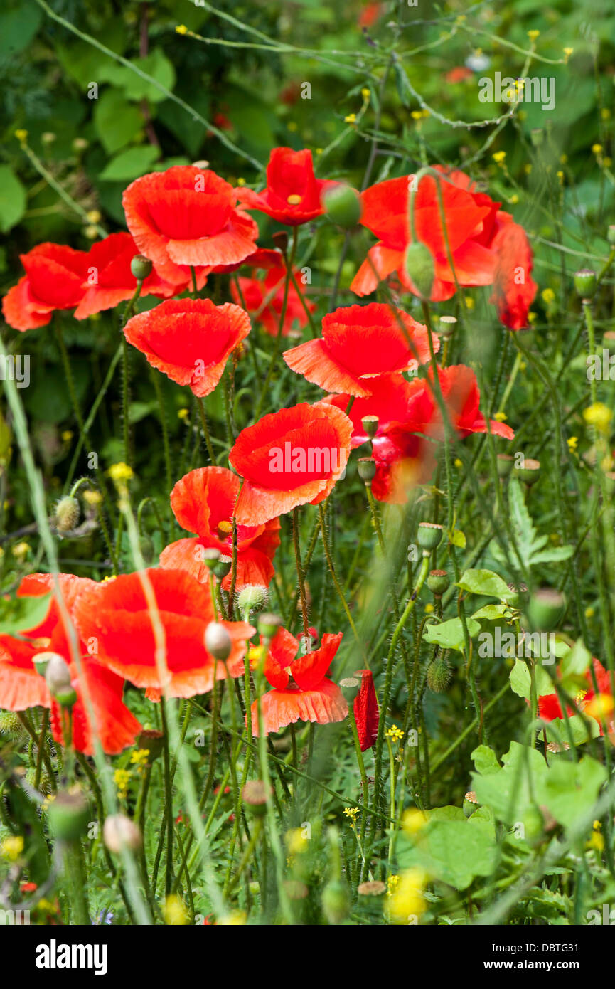 poppy red flower pretty Stock Photo - Alamy