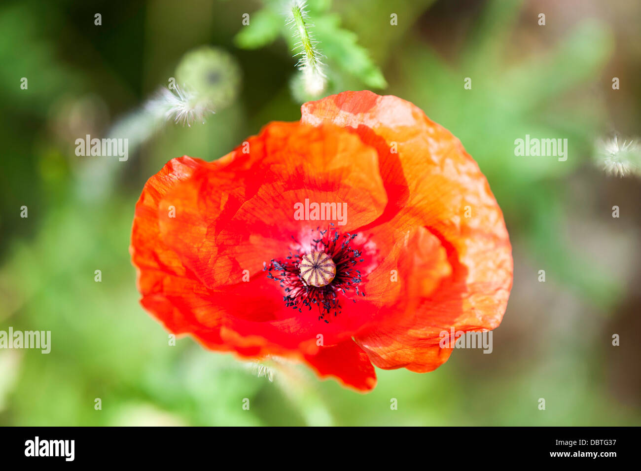 Pretty poppy hi-res stock photography and images - Alamy