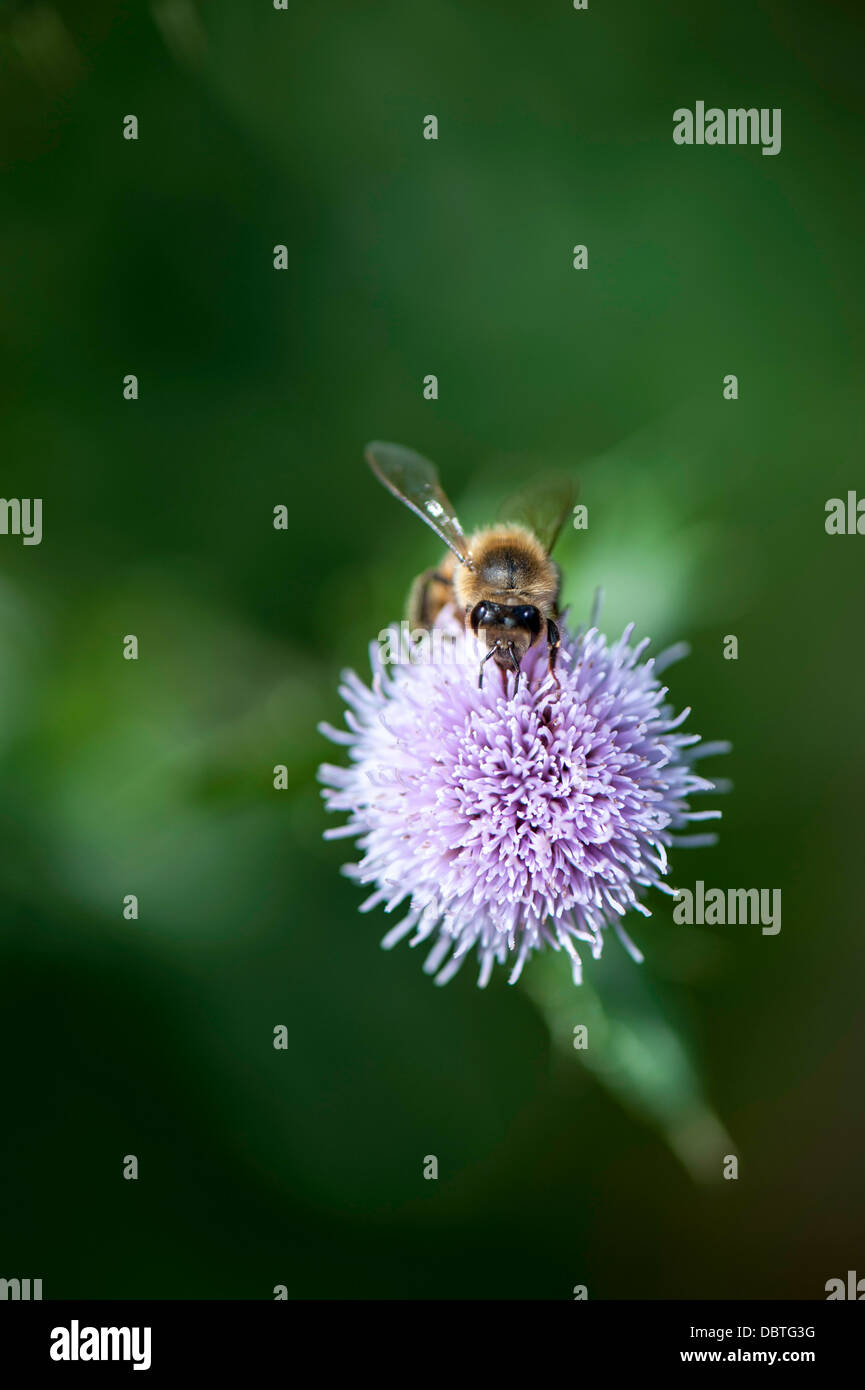 Bee plant hi-res stock photography and images - Alamy