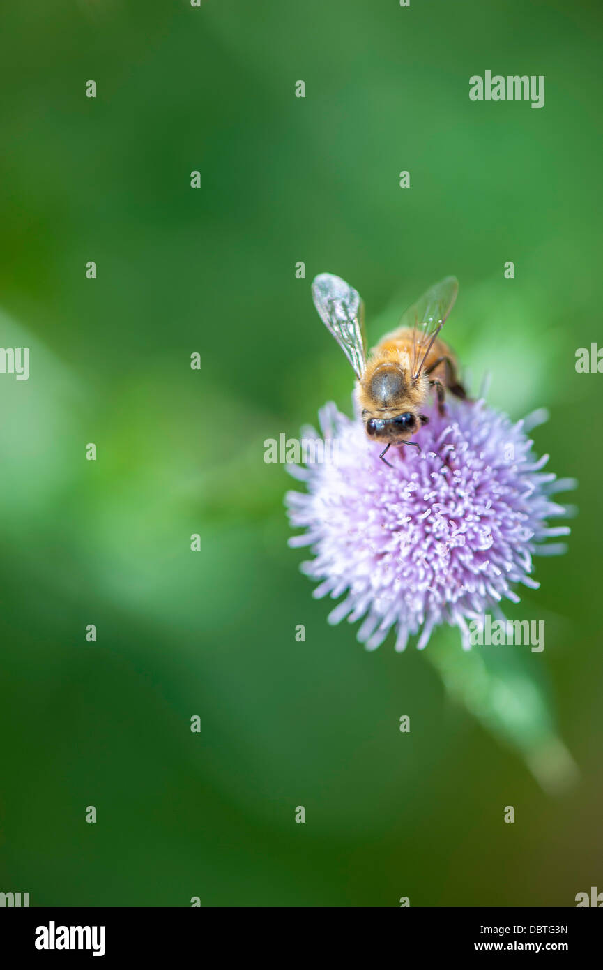 Bee on a flower Stock Photo - Alamy