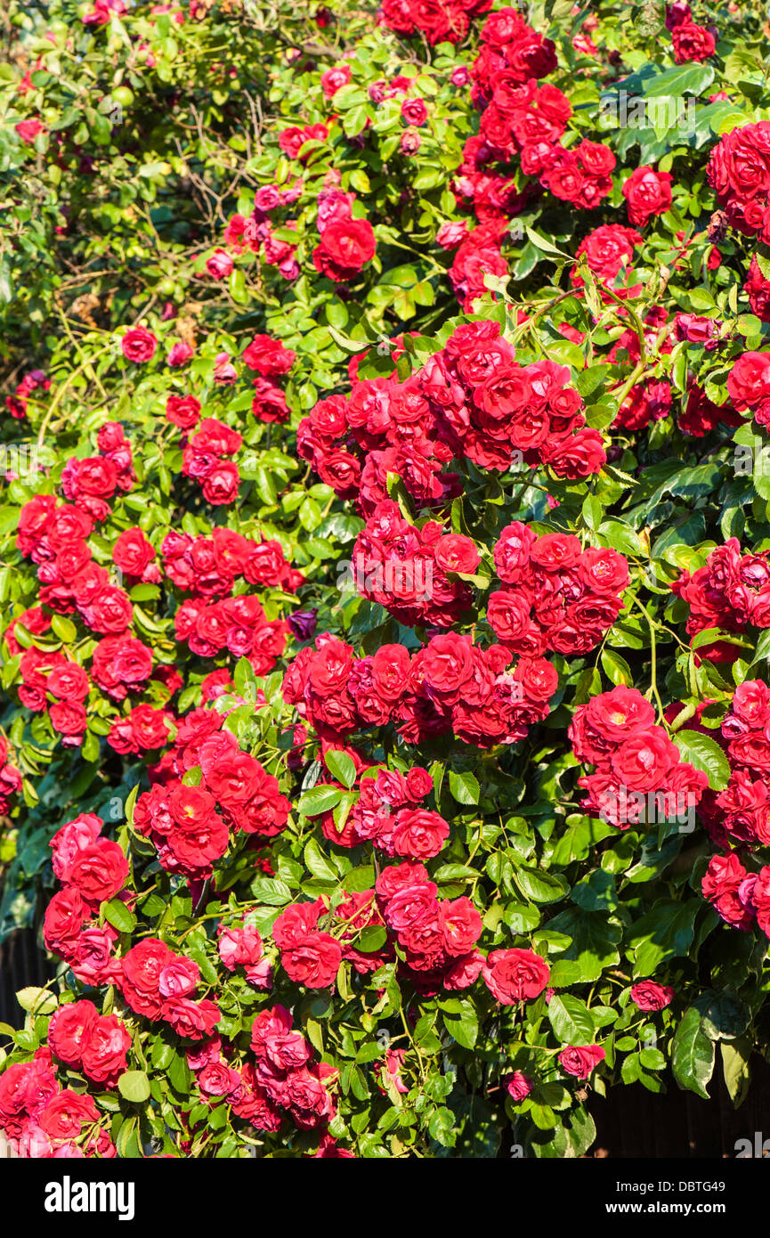 Plant red rose hi-res stock photography and images - Alamy