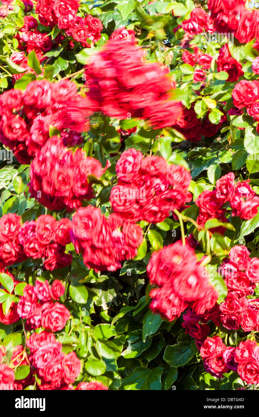 rose roses fence bush plant garden red pretty uk Stock Photo - Alamy