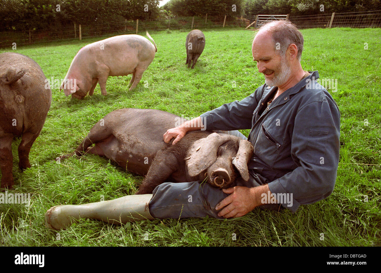 A westcountry rare breeds pig farmer. UK Stock Photo - Alamy