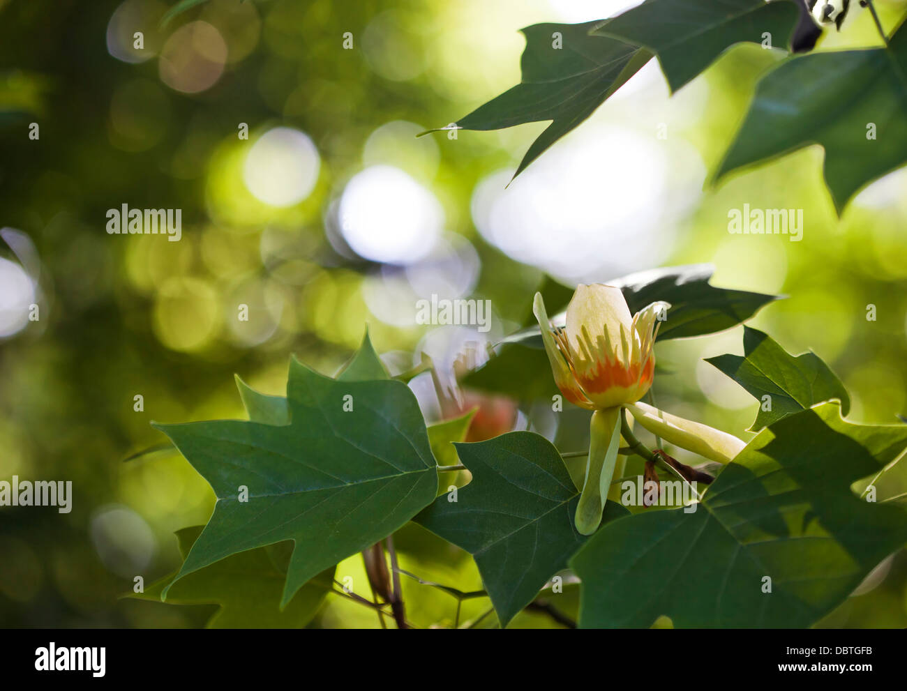 Blooming tulip tree in spring Stock Photo - Alamy