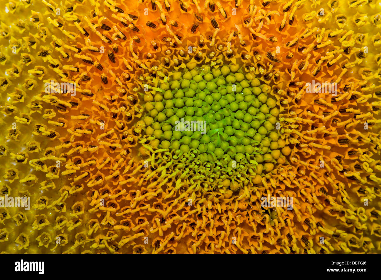 closeup of a sunflower with a color gradient from green to yellow Stock ...