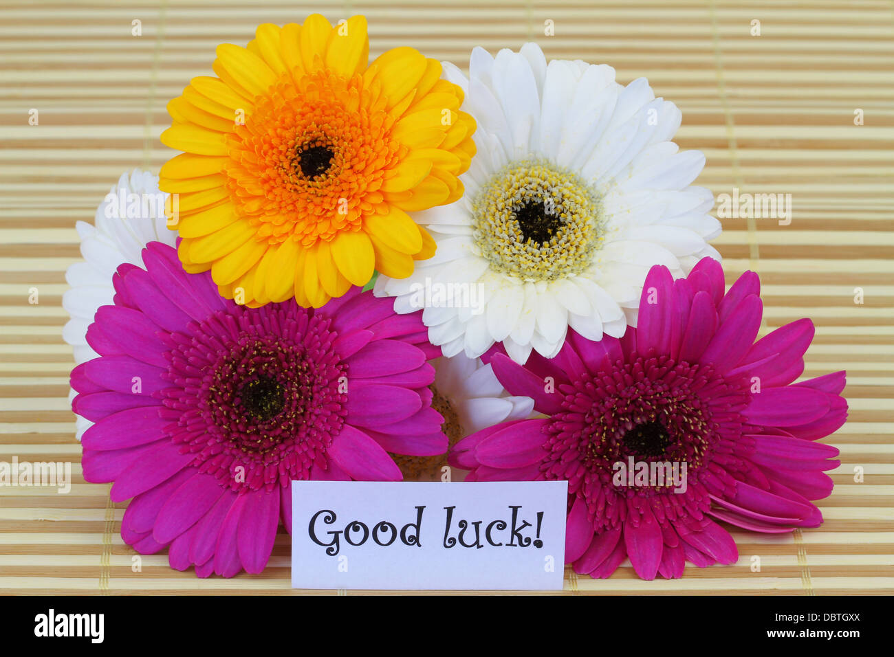 Good luck note with colorful gerbera daisies Stock Photo - Alamy
