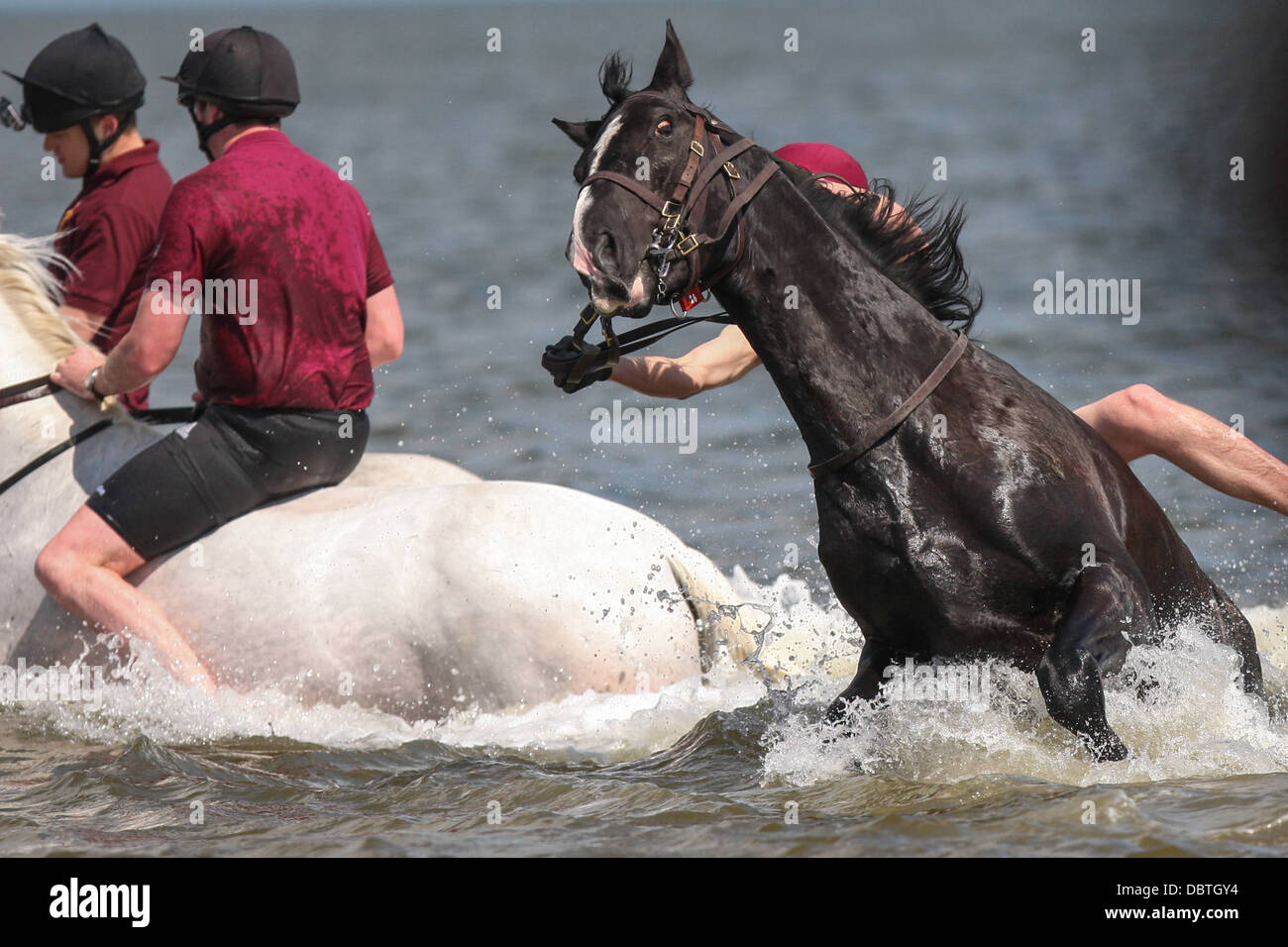 HORSES AND SOLDIERS OF THE HOUSEHOLD CAVALRY (LIFEGUARDS) IN THE SEA AT ...